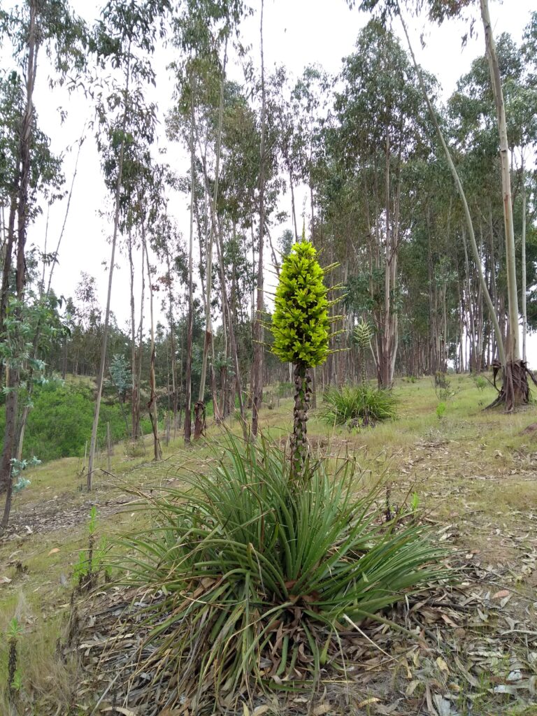 Chagual Amarillo | Vivero