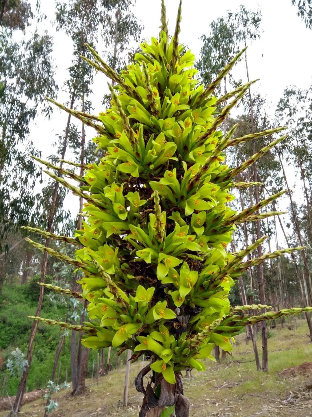 Chagual Amarillo | Vivero