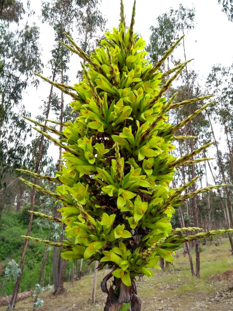 Chagual Amarillo | Vivero