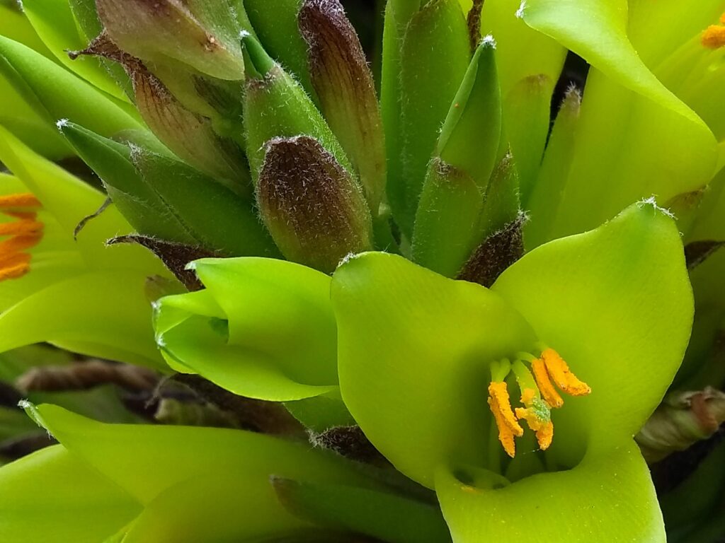 Chagual Amarillo | Vivero